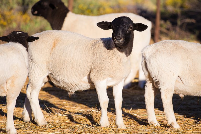 about-dorper - AFGRI Animal Feeds