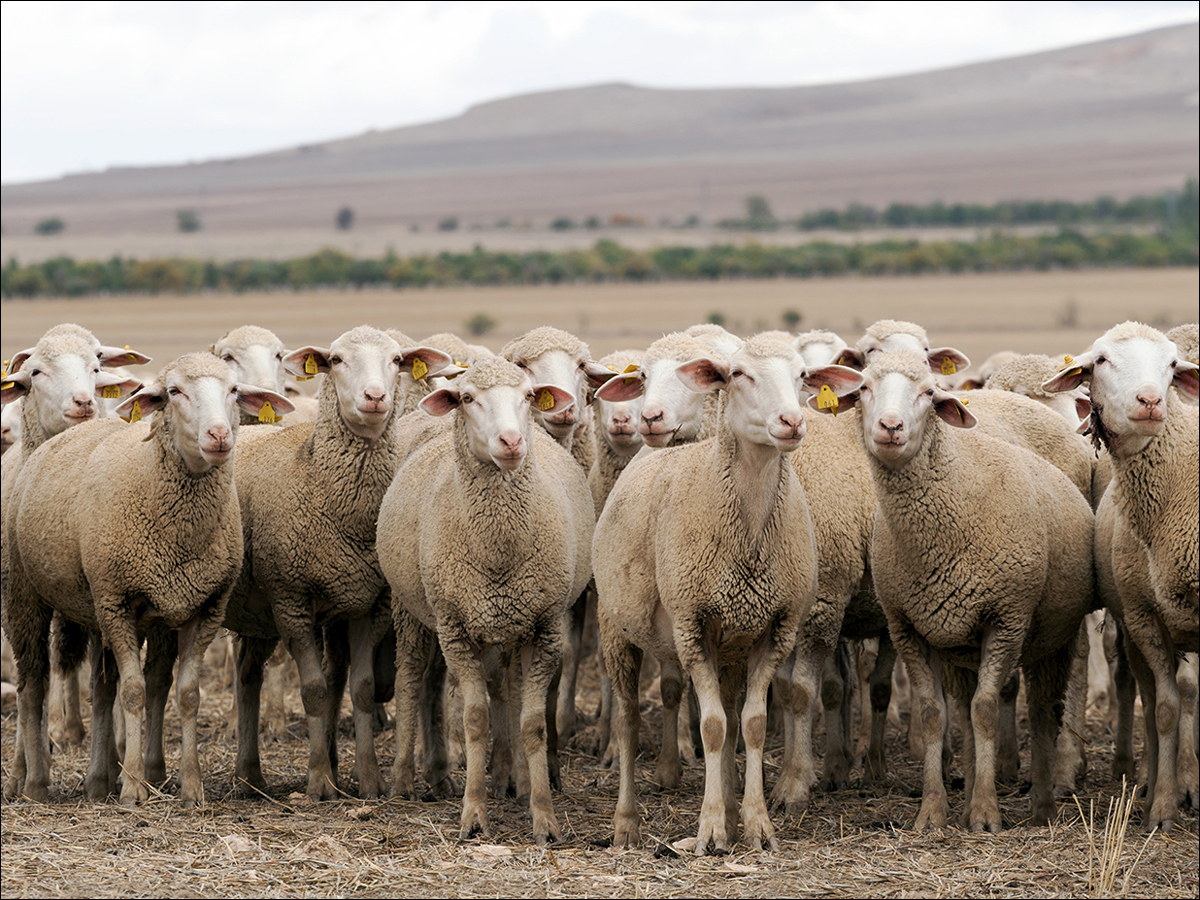Flush feeding is an effective aid in sheep farming - AFGRI Animal Feeds