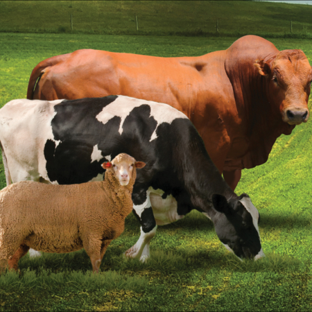 Bio-sekuriteit op die melkplaas - AFGRI Animal Feeds