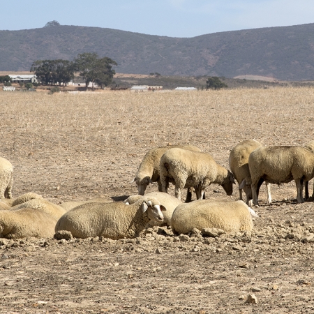 Bio-sekuriteit op die melkplaas - AFGRI Animal Feeds