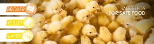 Home - AFGRI Animal Feeds